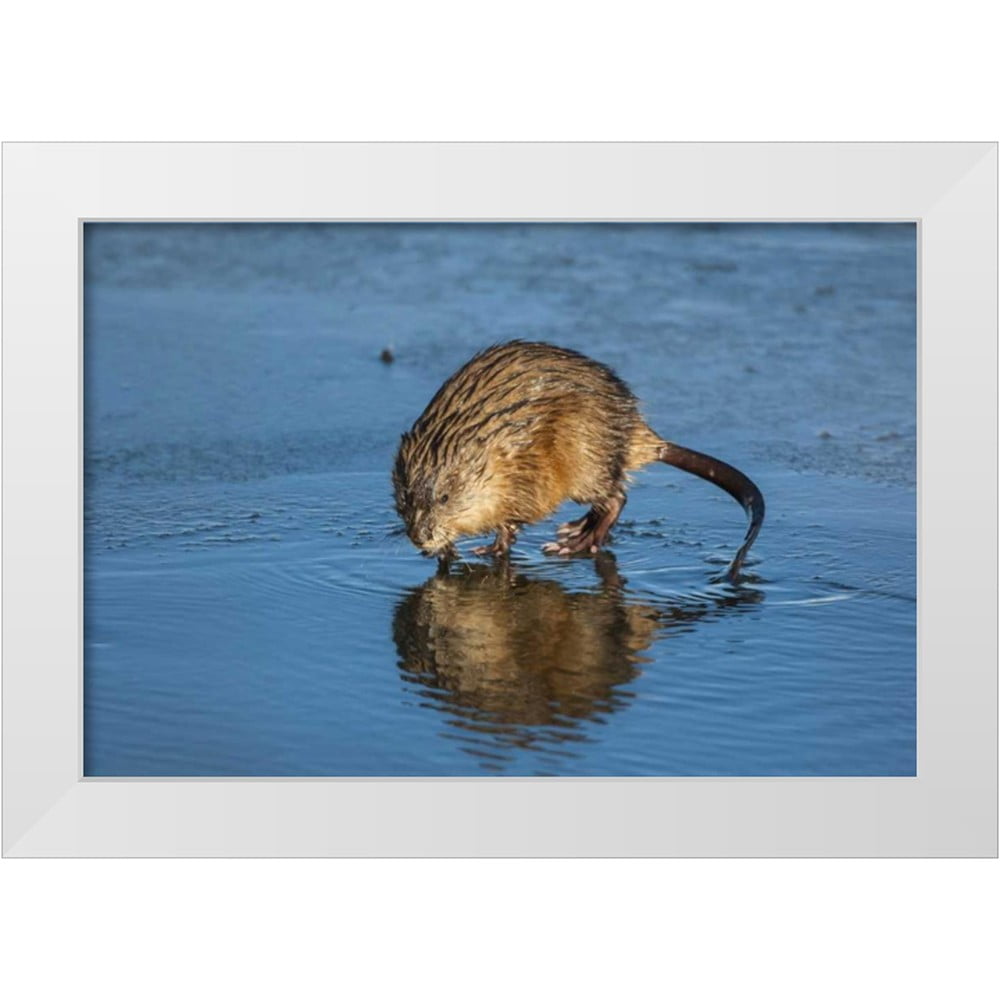 Illg, Cathy and Gordon 24x17 White Modern Wood Framed Museum Art Print ...