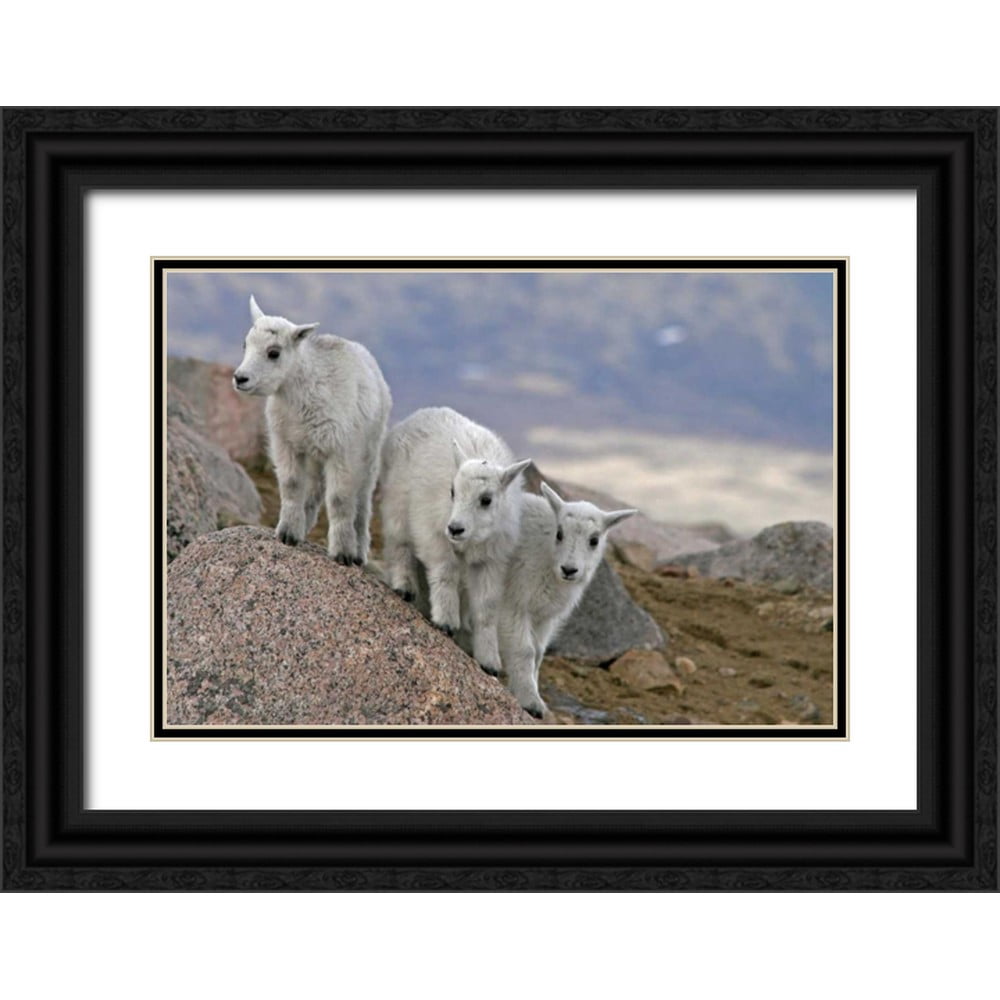 Illg, Cathy and Gordon 32x23 Black Ornate Wood Framed with Double ...