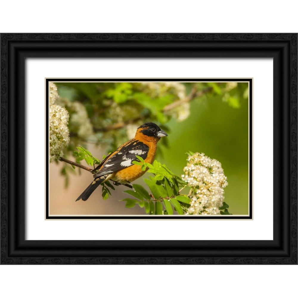 Illg, Cathy and Gordon 32x23 Black Ornate Wood Framed with Double ...
