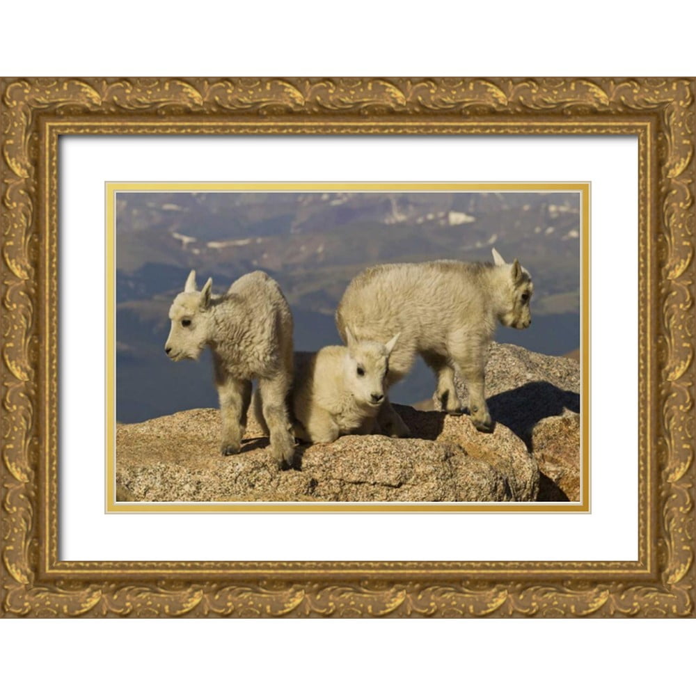 Illg, Cathy and Gordon 32x23 Gold Ornate Wood Framed with Double ...