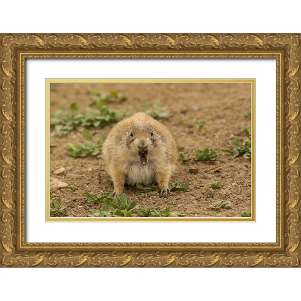 Illg, Cathy and Gordon 32x23 Gold Ornate Wood Framed with Double Matting Museum Art Print Titled ...