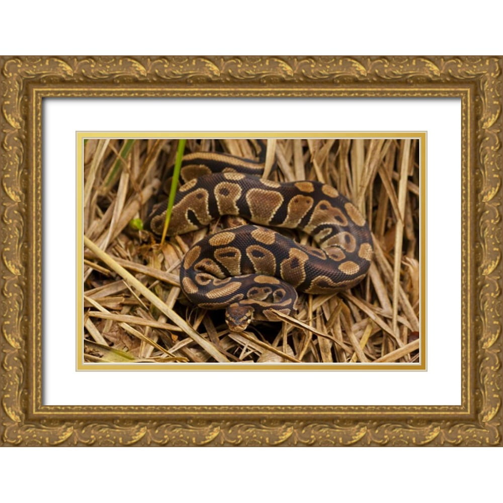 Illg, Cathy and Gordon 32x23 Gold Ornate Wood Framed with Double Matting Museum Art Print Titled ...