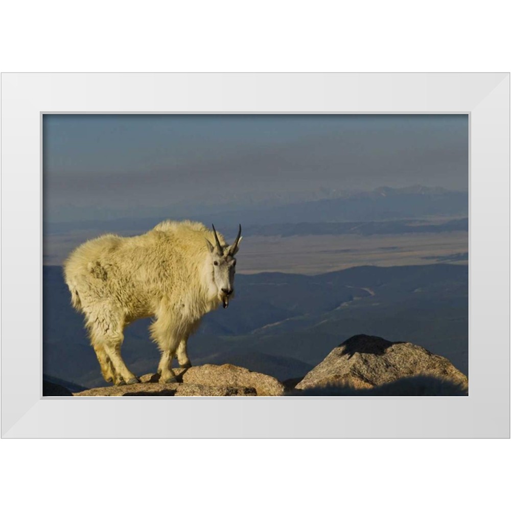 Illg, Cathy and Gordon 32x23 White Modern Wood Framed Museum Art Print ...
