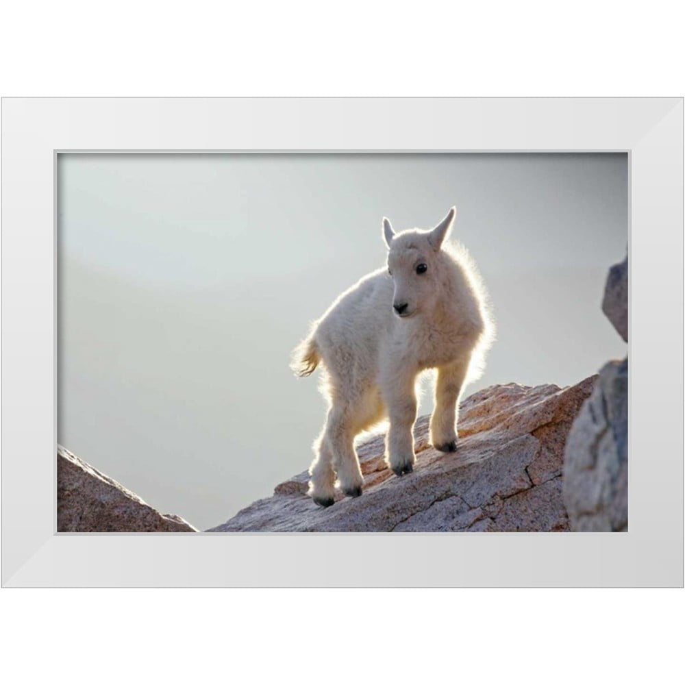 Illg, Cathy and Gordon 32x23 White Modern Wood Framed Museum Art Print ...