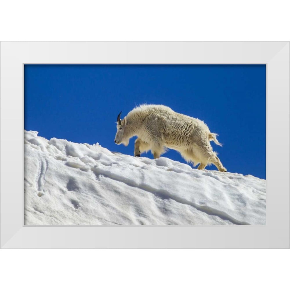 Illg, Cathy and Gordon 32x23 White Modern Wood Framed Museum Art Print ...
