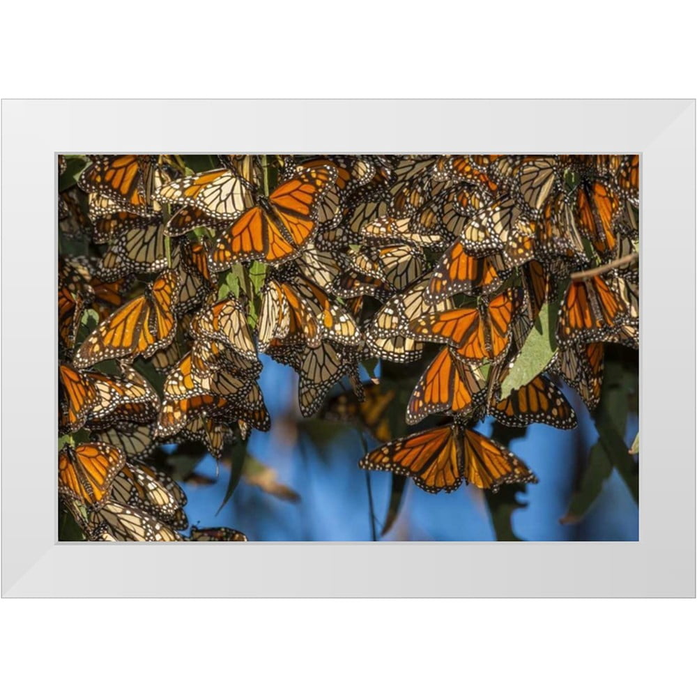 Illg, Cathy and Gordon 32x23 White Modern Wood Framed Museum Art Print ...