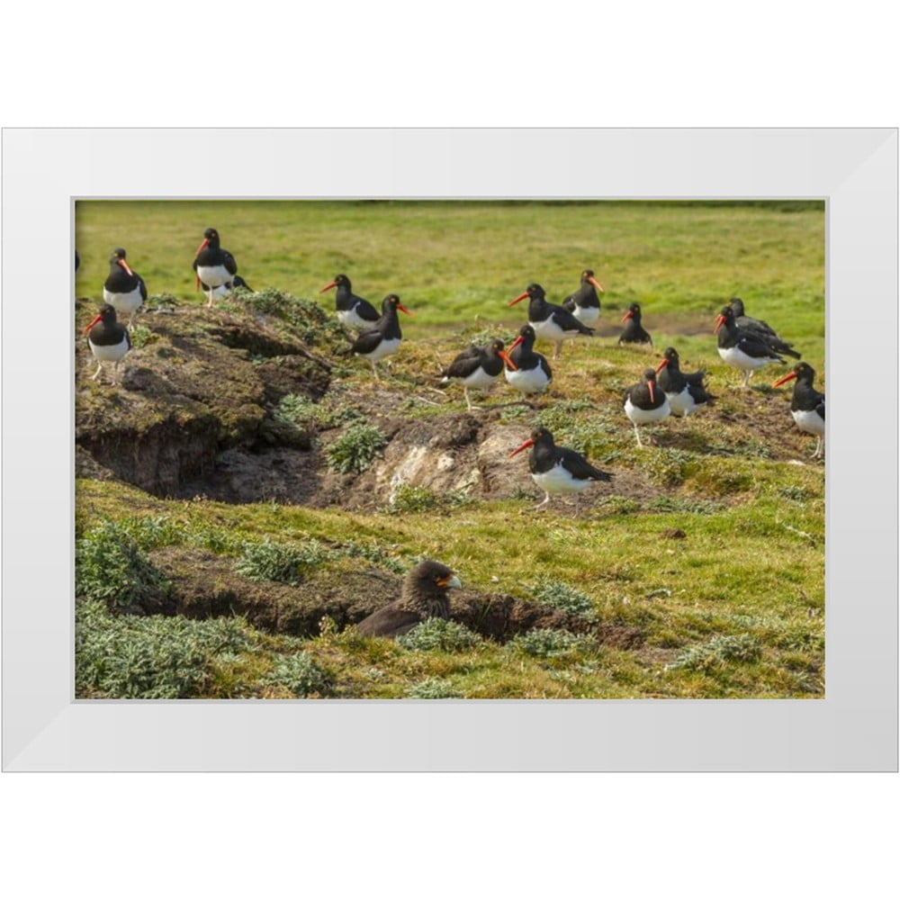 Illg, Cathy and Gordon 32x23 White Modern Wood Framed Museum Art Print ...
