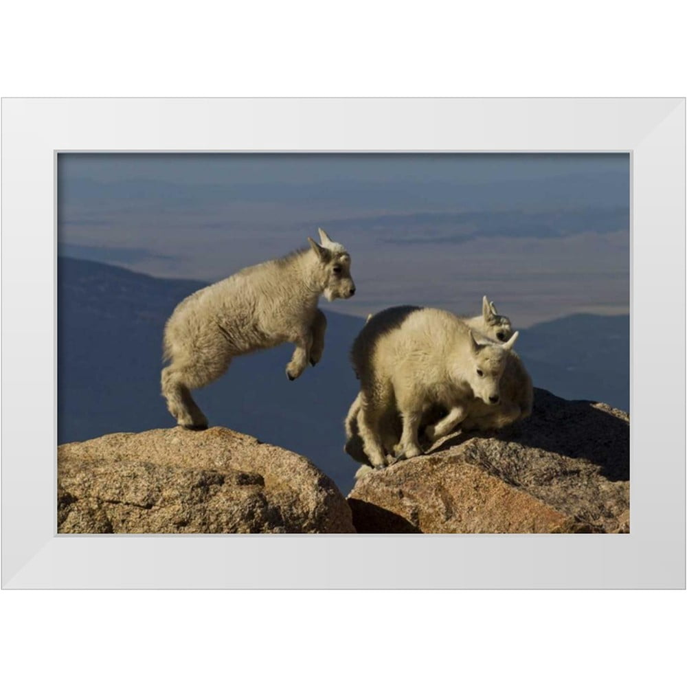 Illg, Cathy and Gordon 32x23 White Modern Wood Framed Museum Art Print ...