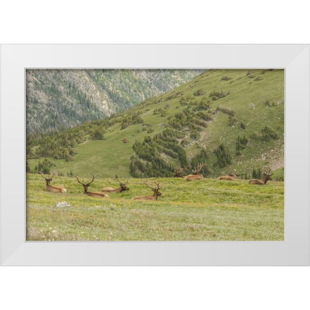 Illg, Cathy and Gordon 32x23 White Modern Wood Framed Museum Art Print ...