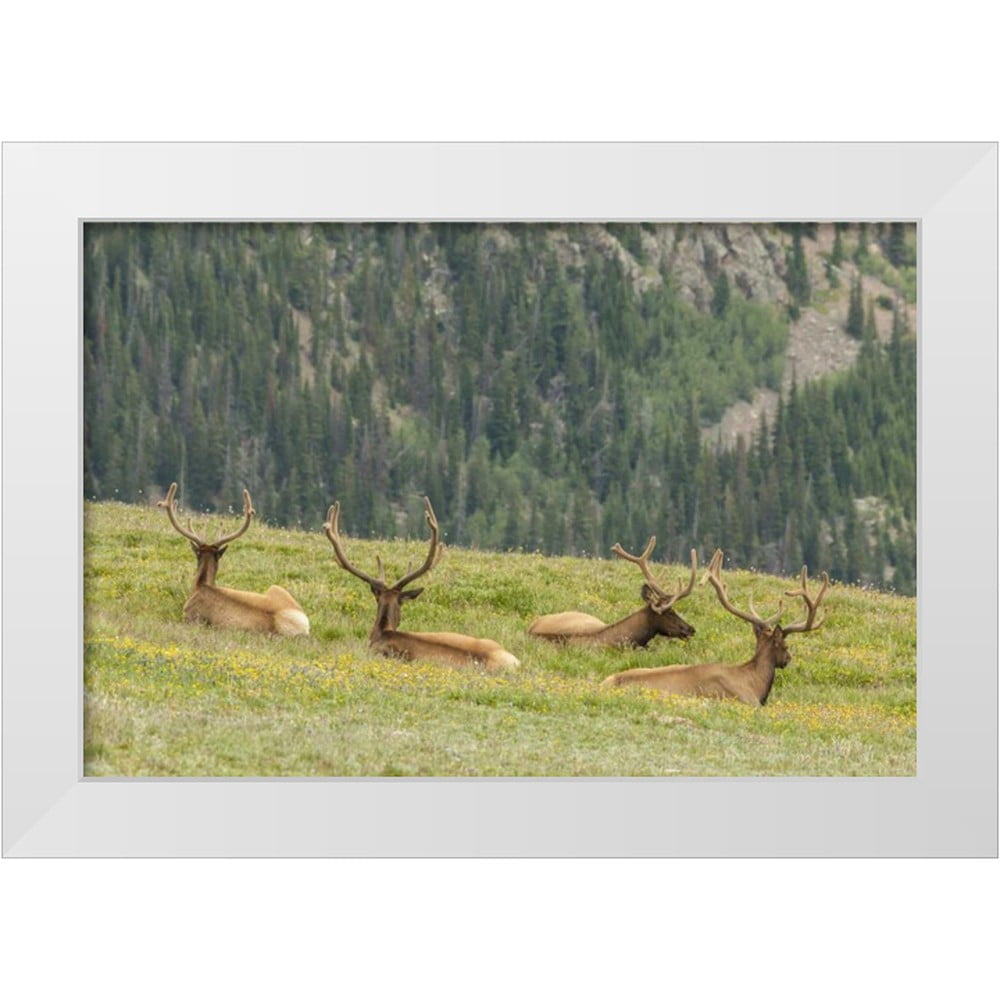 Illg, Cathy and Gordon 32x23 White Modern Wood Framed Museum Art Print ...