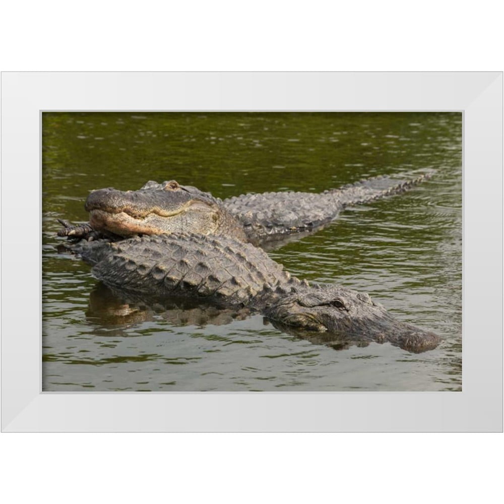 Illg, Cathy and Gordon 32x23 White Modern Wood Framed Museum Art Print ...