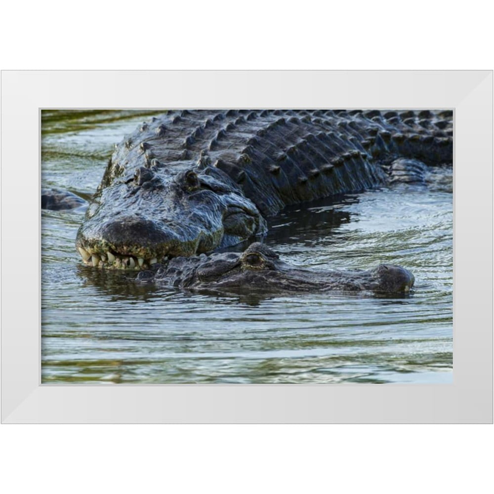 Illg, Cathy and Gordon 32x23 White Modern Wood Framed Museum Art Print ...