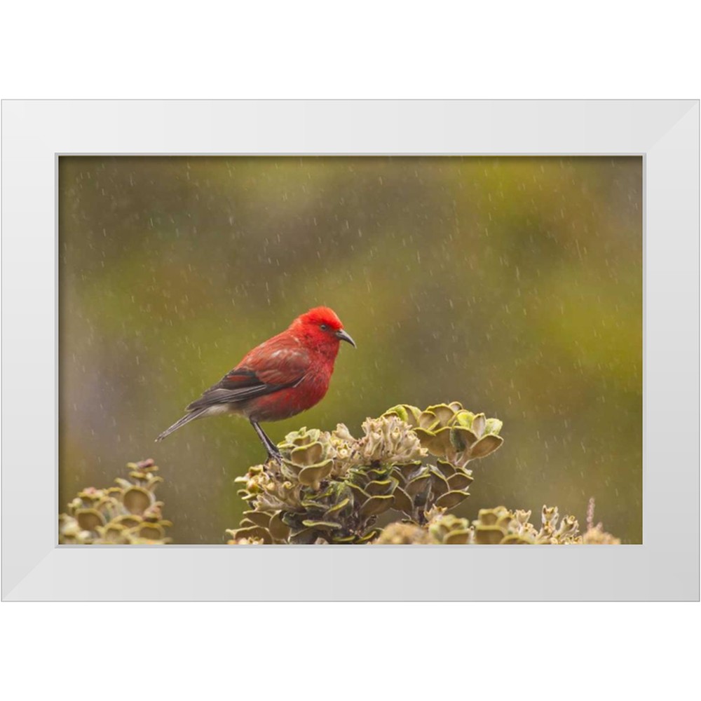 Illg, Cathy and Gordon 32x23 White Modern Wood Framed Museum Art Print ...