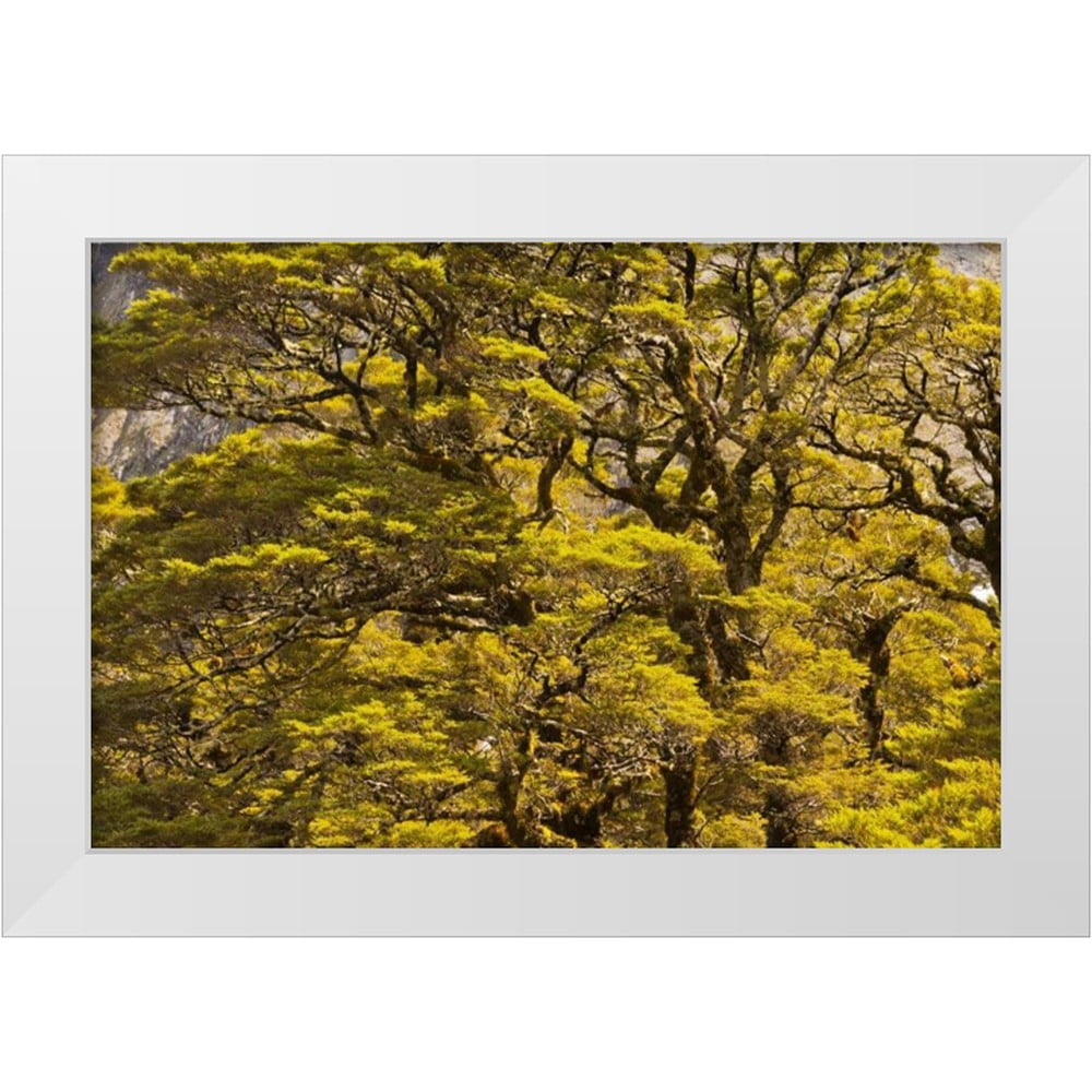 Illg, Cathy and Gordon 32x23 White Modern Wood Framed Museum Art Print ...