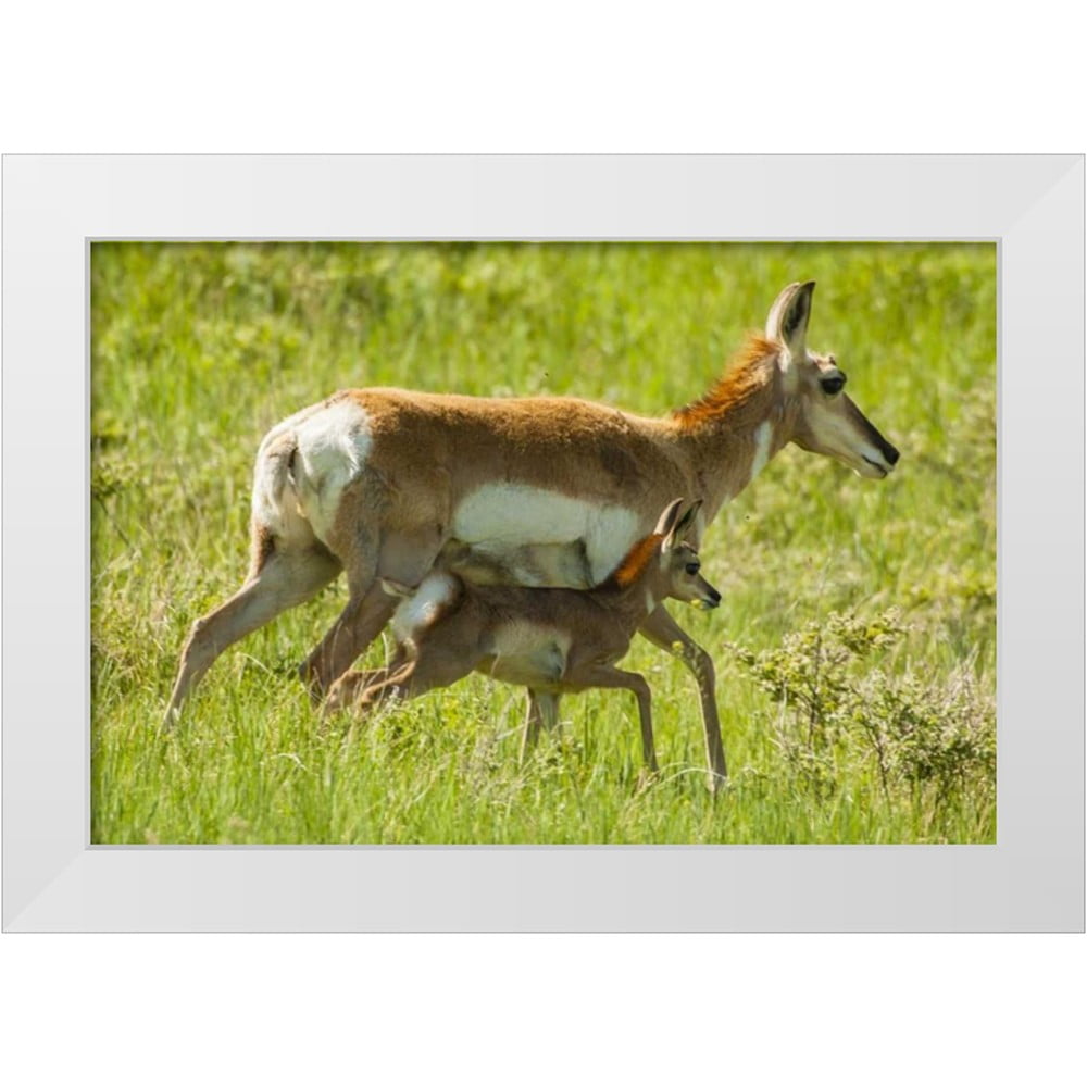 Illg, Cathy and Gordon 32x23 White Modern Wood Framed Museum Art Print ...