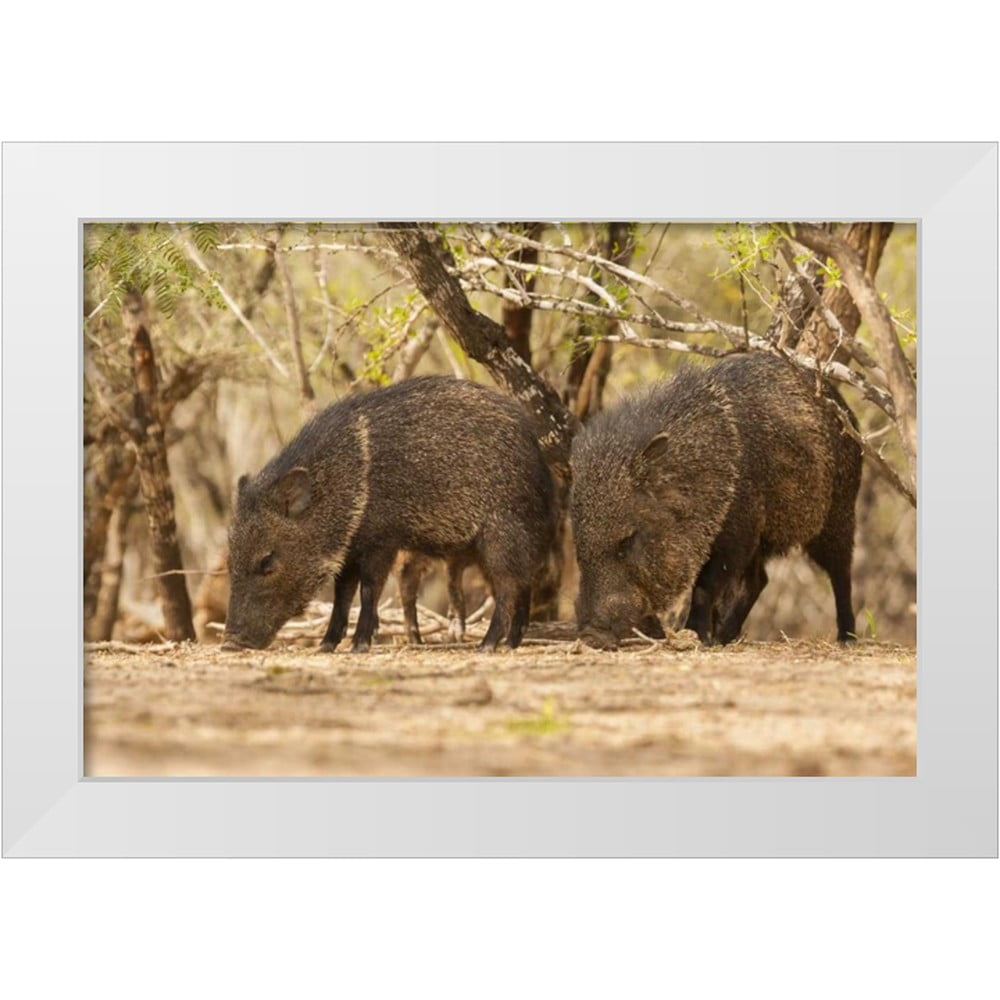 Illg, Cathy and Gordon 32x23 White Modern Wood Framed Museum Art Print ...