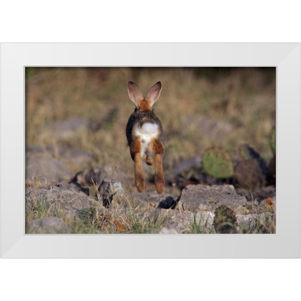 Illg, Cathy and Gordon 32x23 White Modern Wood Framed Museum Art Print ...