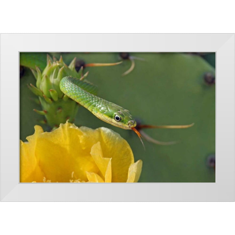 Illg, Cathy and Gordon 32x23 White Modern Wood Framed Museum Art Print ...