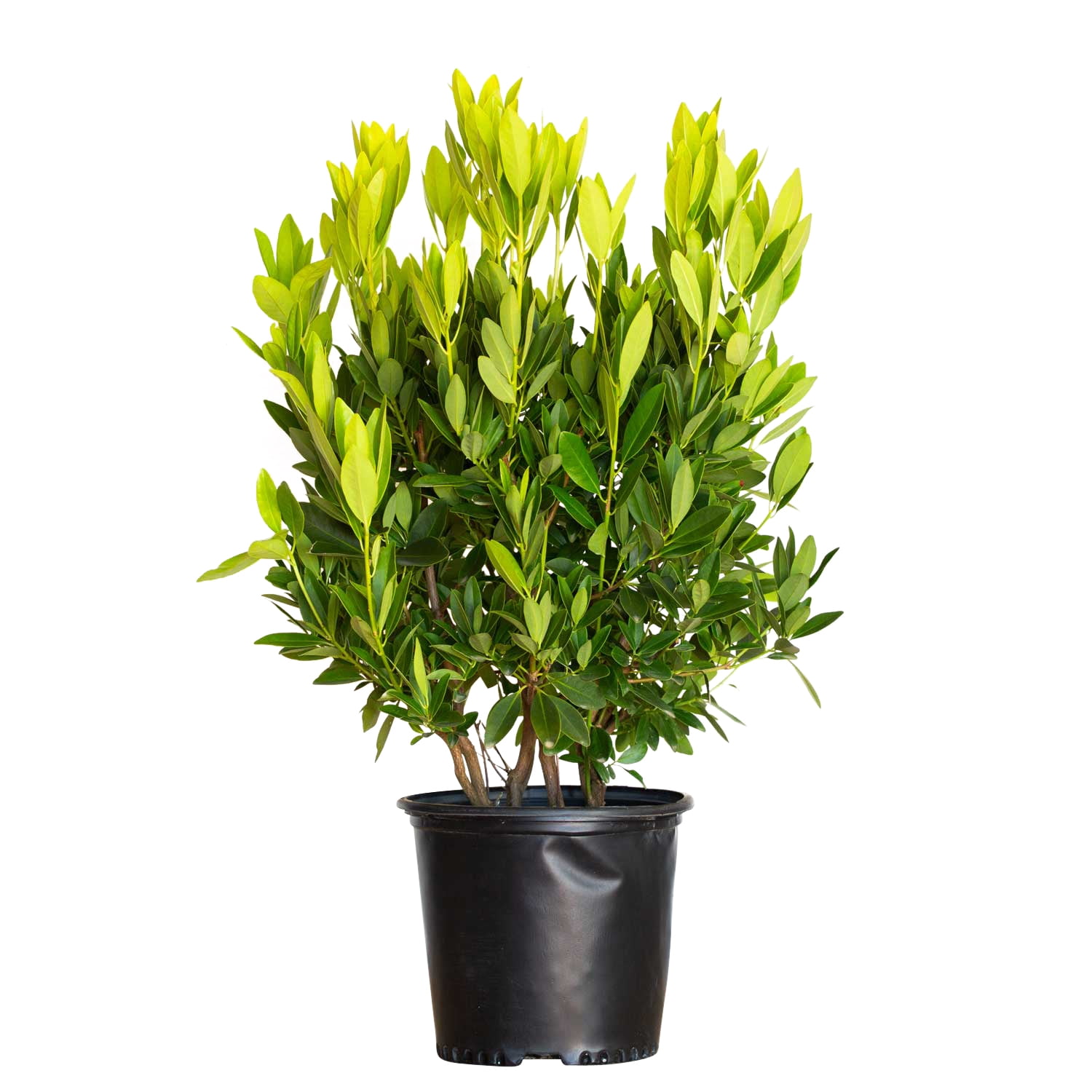Expert Gardener Illicium Parviflorum 'Hardy Ocala Anise' (2.5 Gallon ...