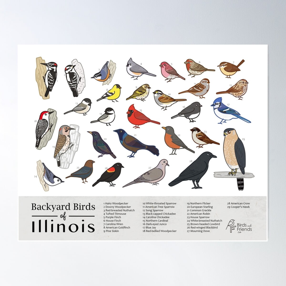 Illinois - Backyard Birds Of Illinois Field Guide Print - Bird Art ...