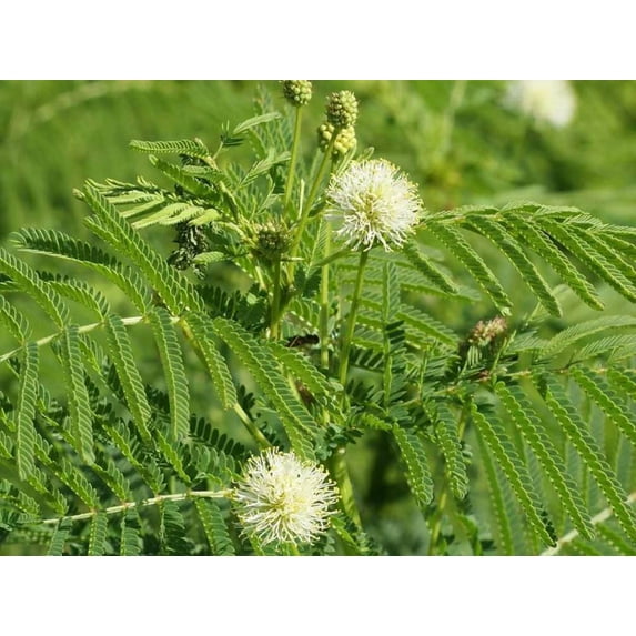 Illinois Bundleflower Seeds/ Perennial/ Full Sun/280 Seeds 2 Grams ...