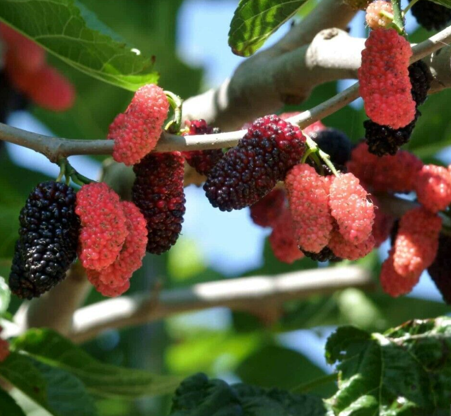 Illinois Everbearing Mulberry Tree Live Plant, 5 to 8 Inch Tall, Sweet ...