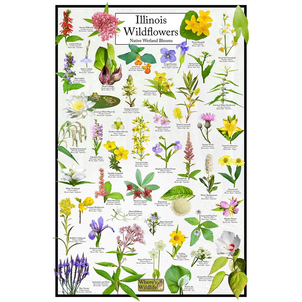 Illinois Wildflowers Poster - Native Wetland Blooms - Educational Science Chart of Arkansas ...