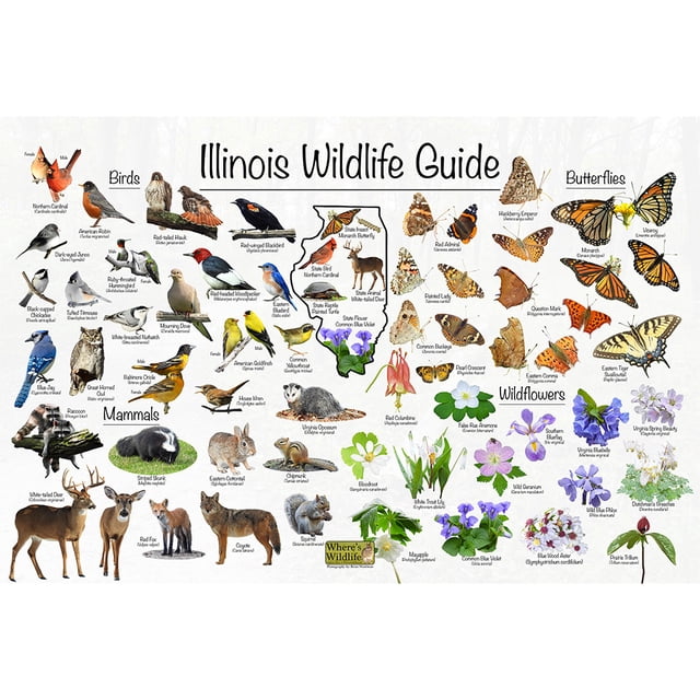 Illinois Wildlife Guide Nature Poster -Science Chart Divided into State ...