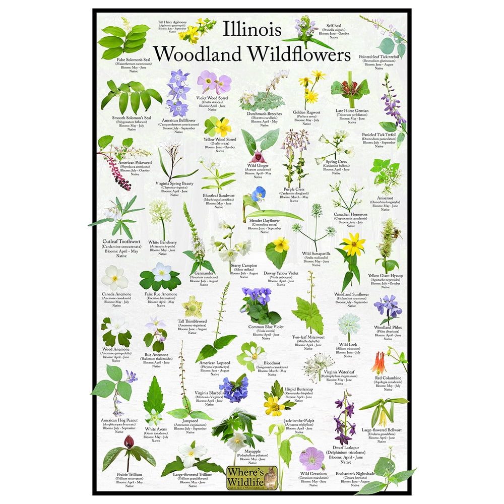 Illinois Woodland Wildflower Identification Guide | Picture ID Poster ...