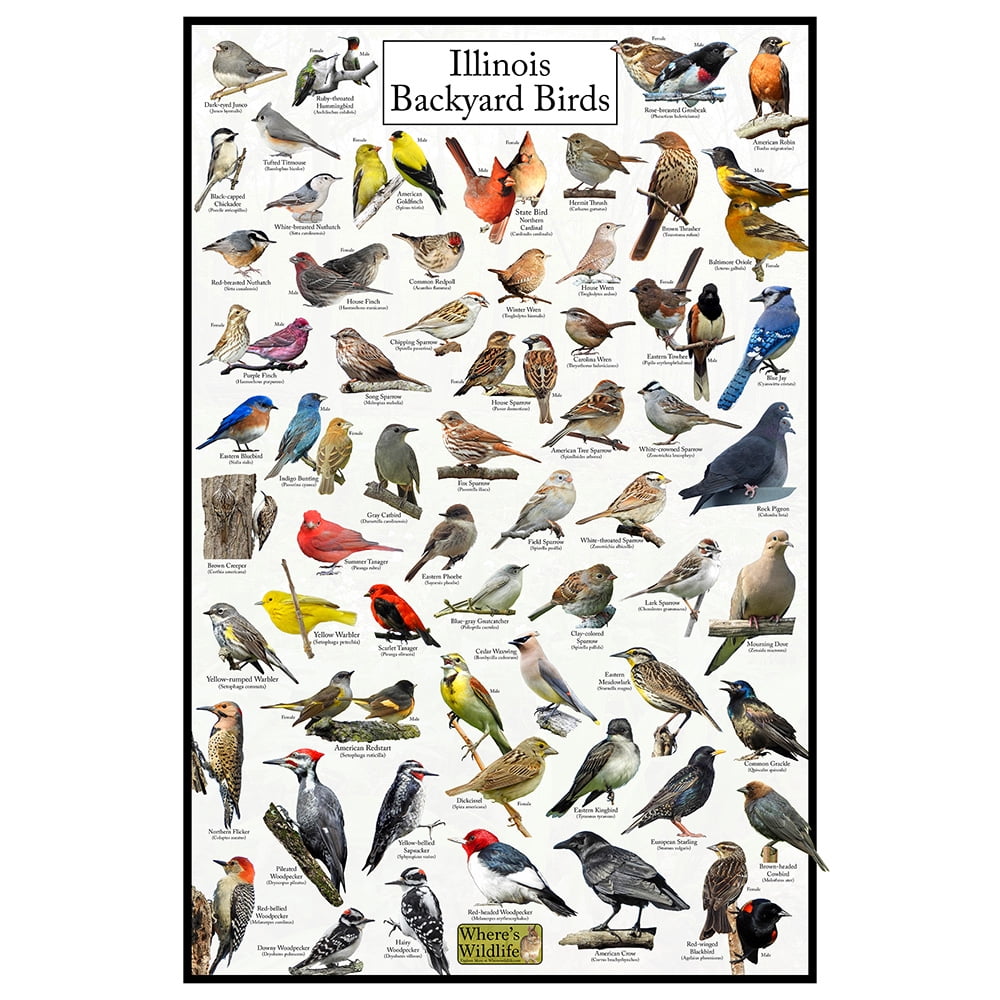 Illinois's Backyard Birds Poster - Illinois Bird Chart Highlighting ...