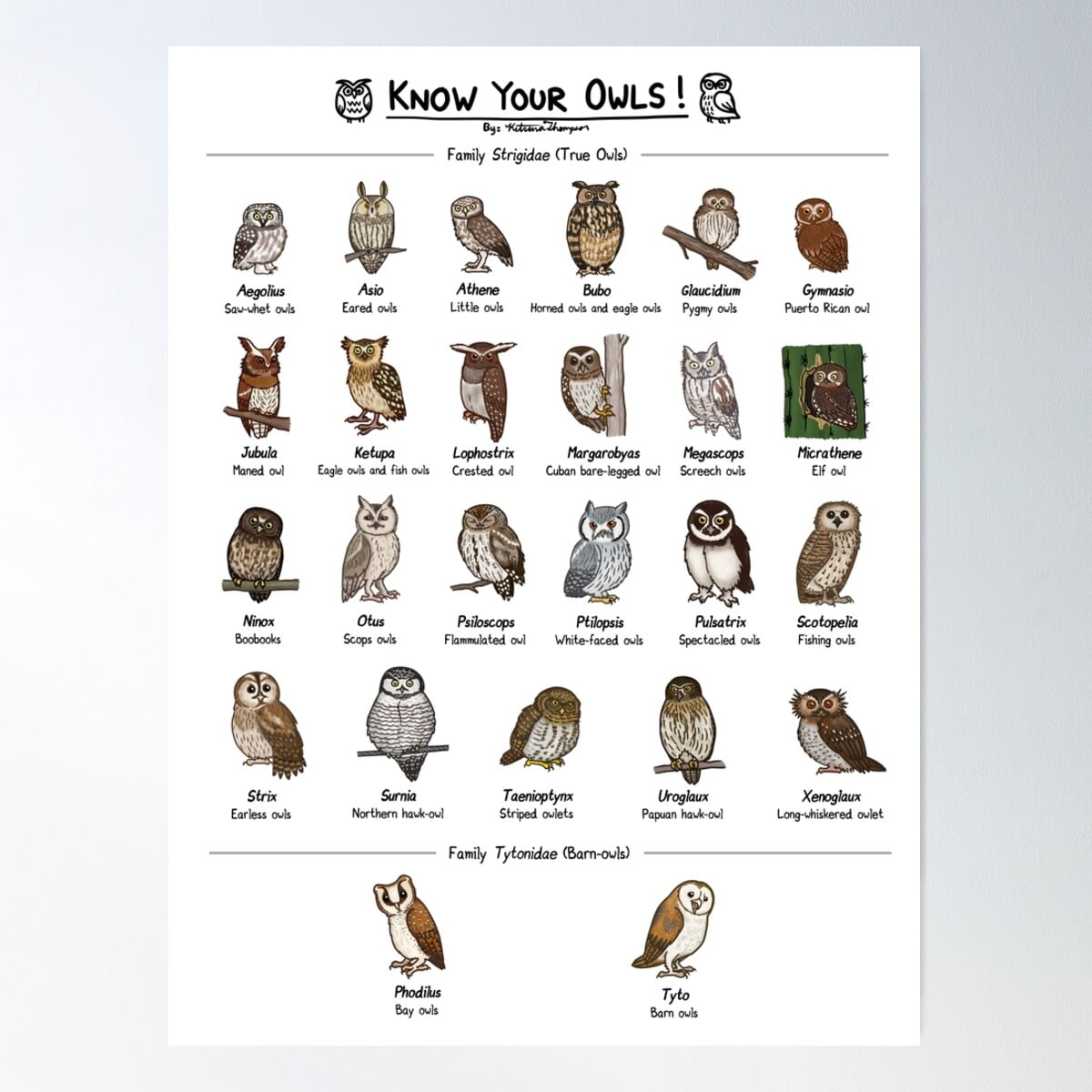 Illustrated Guide To Owls Poster Wall Art, Modern Wall Decor For Living ...
