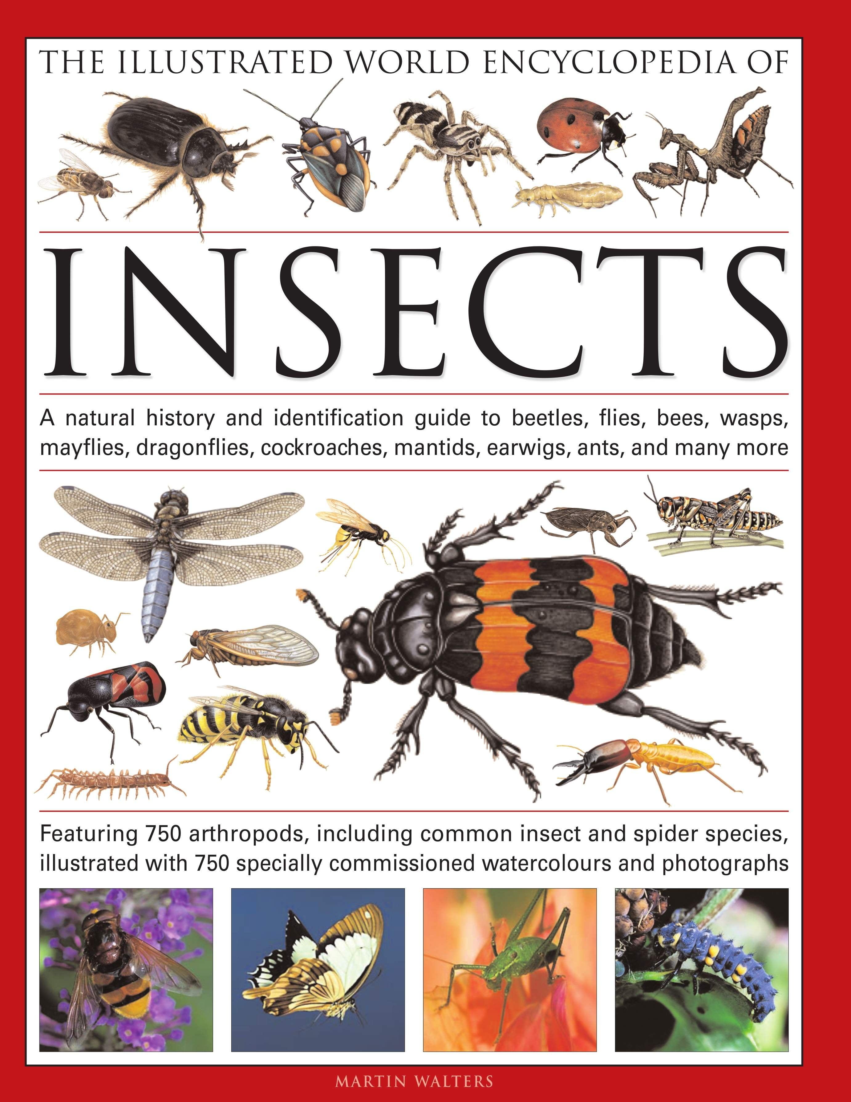 The Illustrated World Encyclopedia of Insects : A Natural History and ...