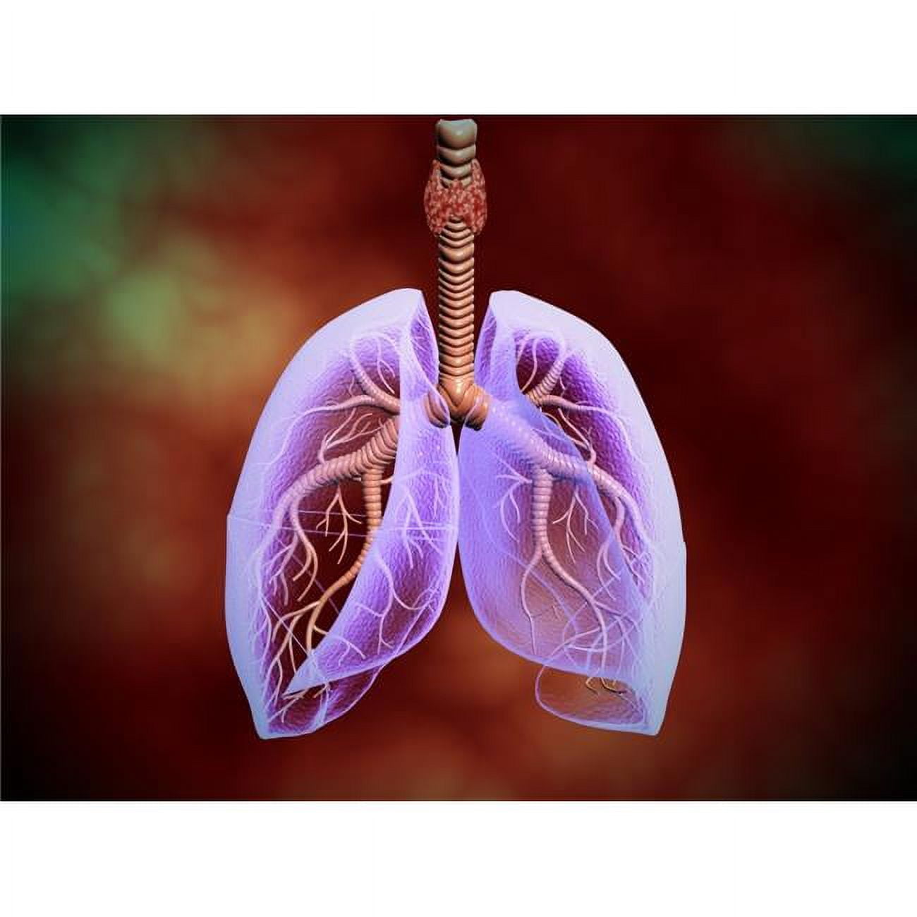 Illustration of Trachea with Lungs Transperancy Look Poster Print, 16 x ...