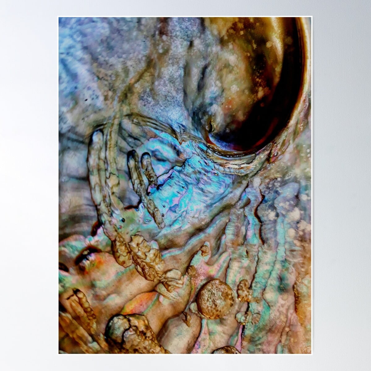 Image Print Only Art In Nature Abalone Shell Natural Art Crowded Climb ...