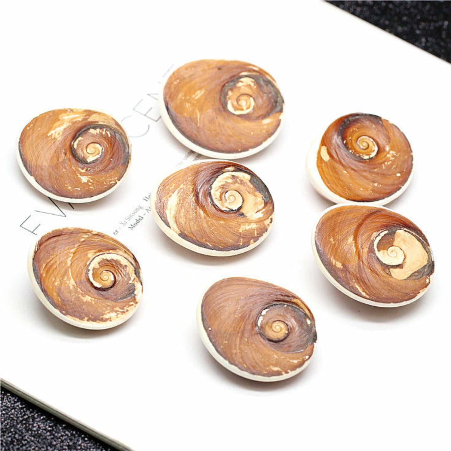 Imitation Shell Fossils Rough Stone Marine Animal Replica Fossil ...