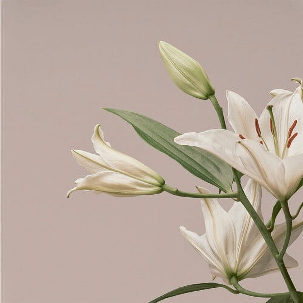 Imminence - Turn The Light On: Acoustic Reimagination V1 - Music ...