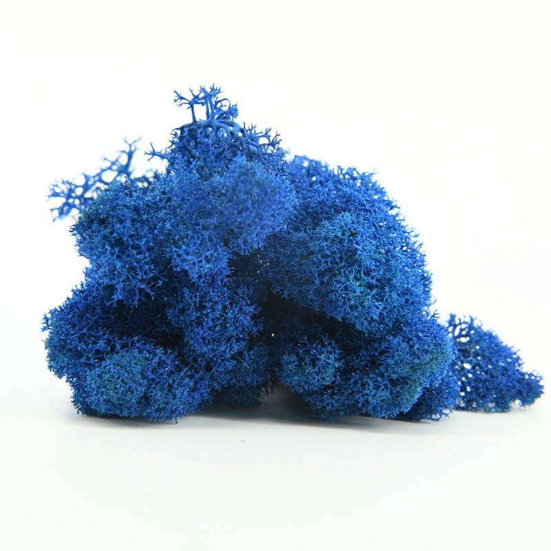 Immortal Moss boxed moss plant wall landscaping Moss shop window ...