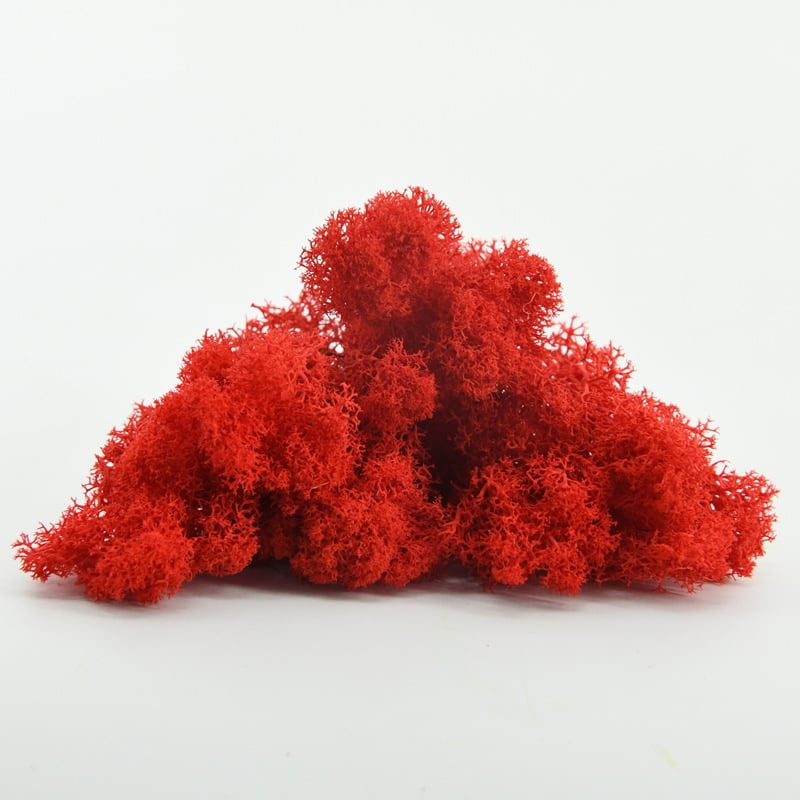 Immortal Moss boxed moss plant wall landscaping Moss shop window ...