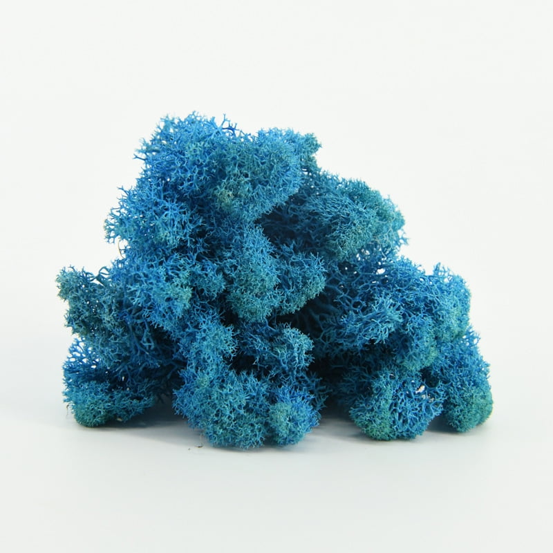 Immortal Moss boxed moss plant wall landscaping Moss shop window ...