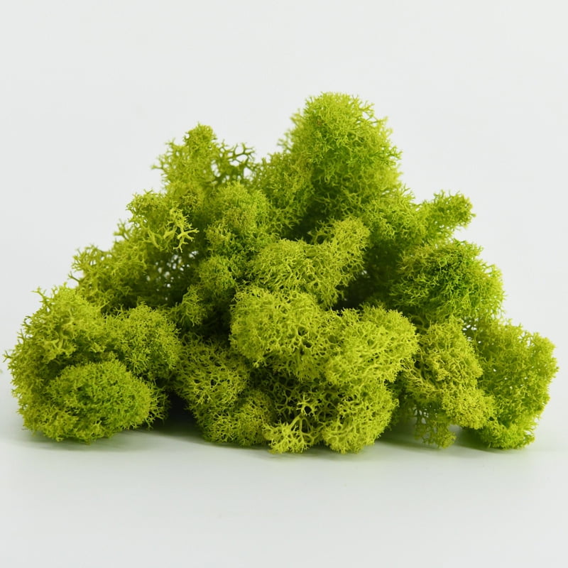 Immortal Moss boxed moss plant wall landscaping Moss shop window ...