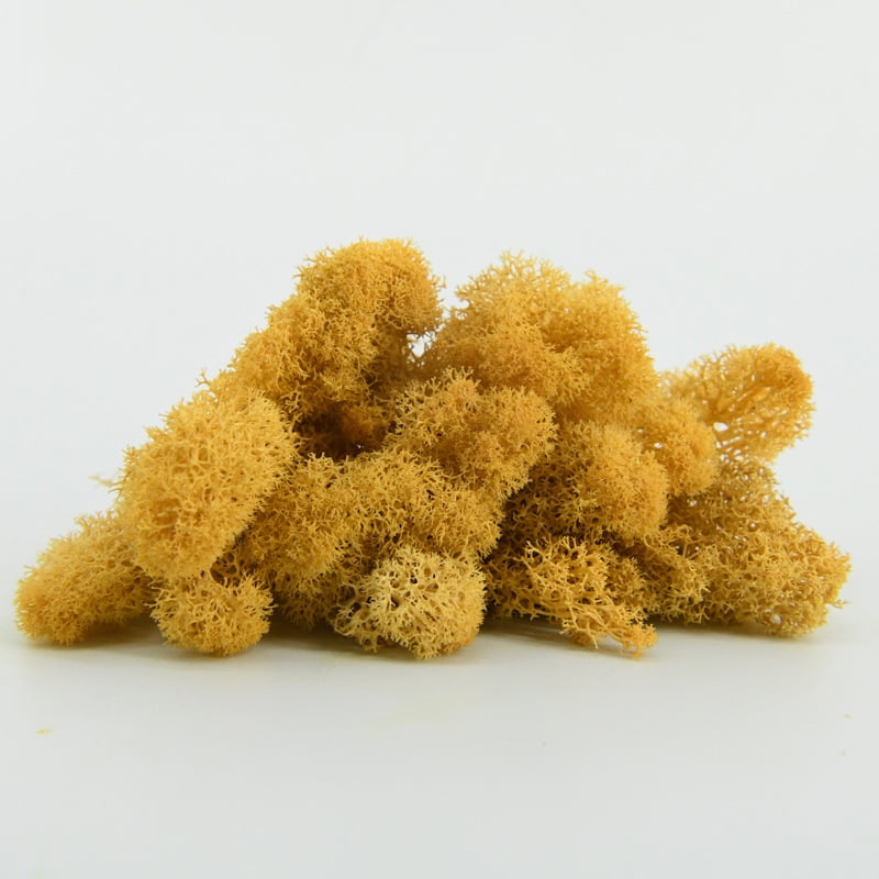 Immortal Moss boxed moss plant wall landscaping Moss shop window ...