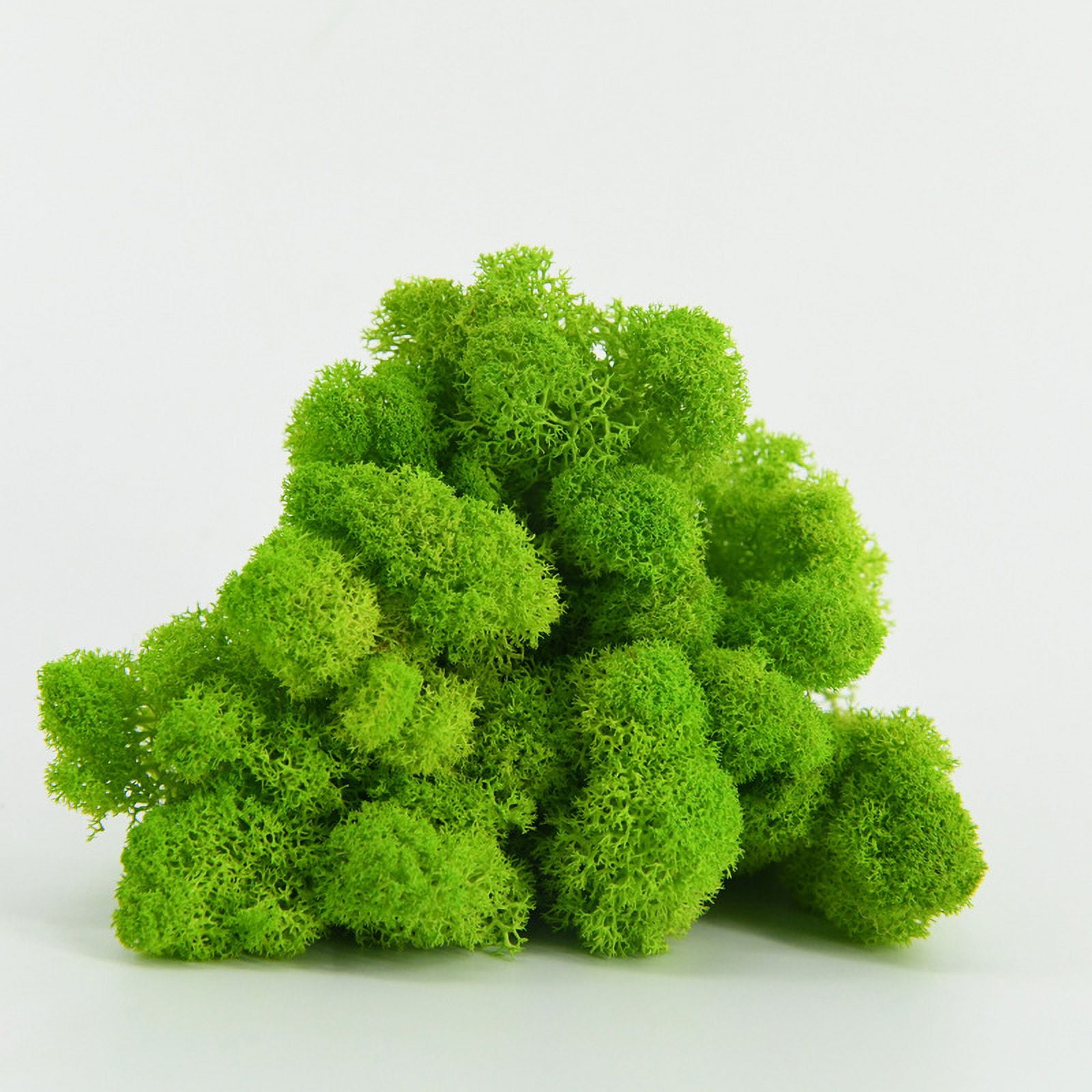 Immortal Moss boxed moss plant wall landscaping Moss shop window ...