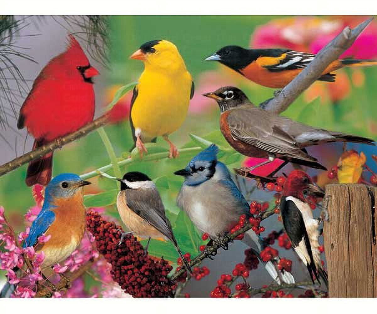 Impact Photographics IMP5213084S Puzzle Backyard Birds 500 piece Puzzle ...