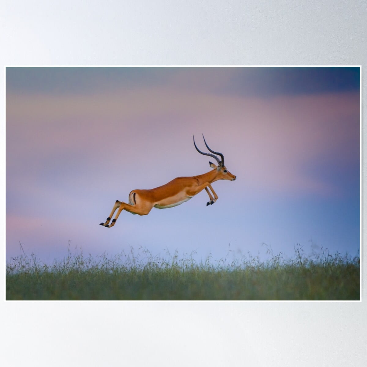 Impala Jumping In Massai Mara Poster Wall Art, Modern Wall Decor For ...