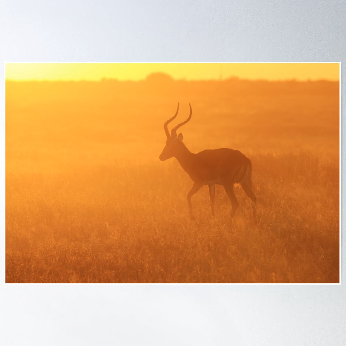 Impala - Loving The Sunset Run - African Wildlife Background Poster ...