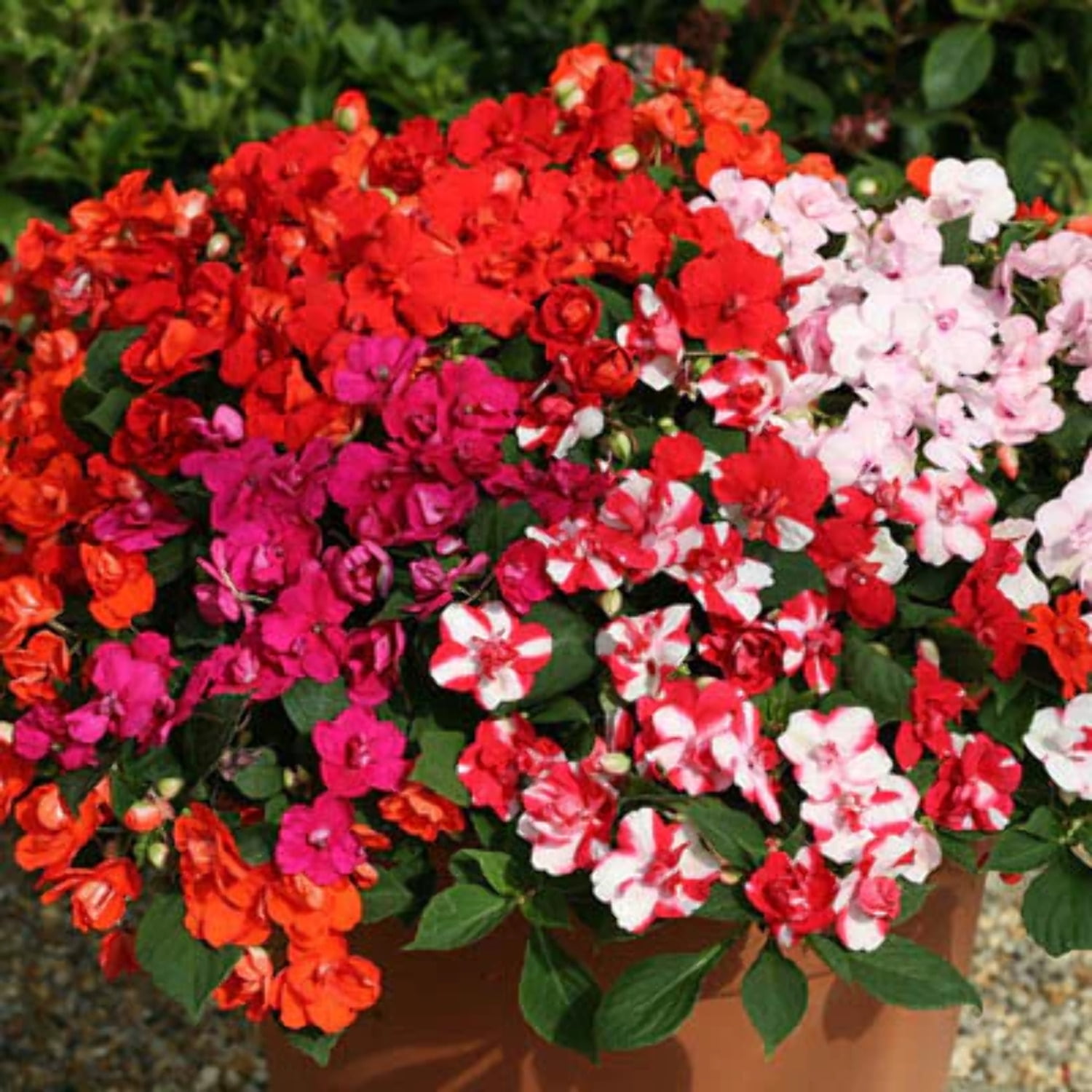 Impatiens Athena Mix F1 Seed - Walmart.com