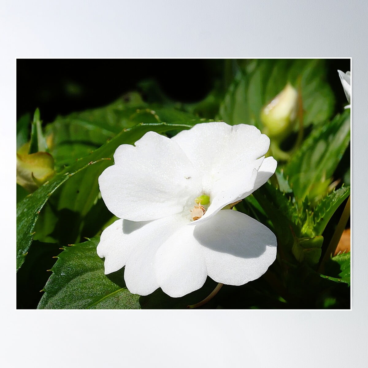 Impatiens Sodenii Poster Wall Art, Modern Wall Decor For Living Room ...