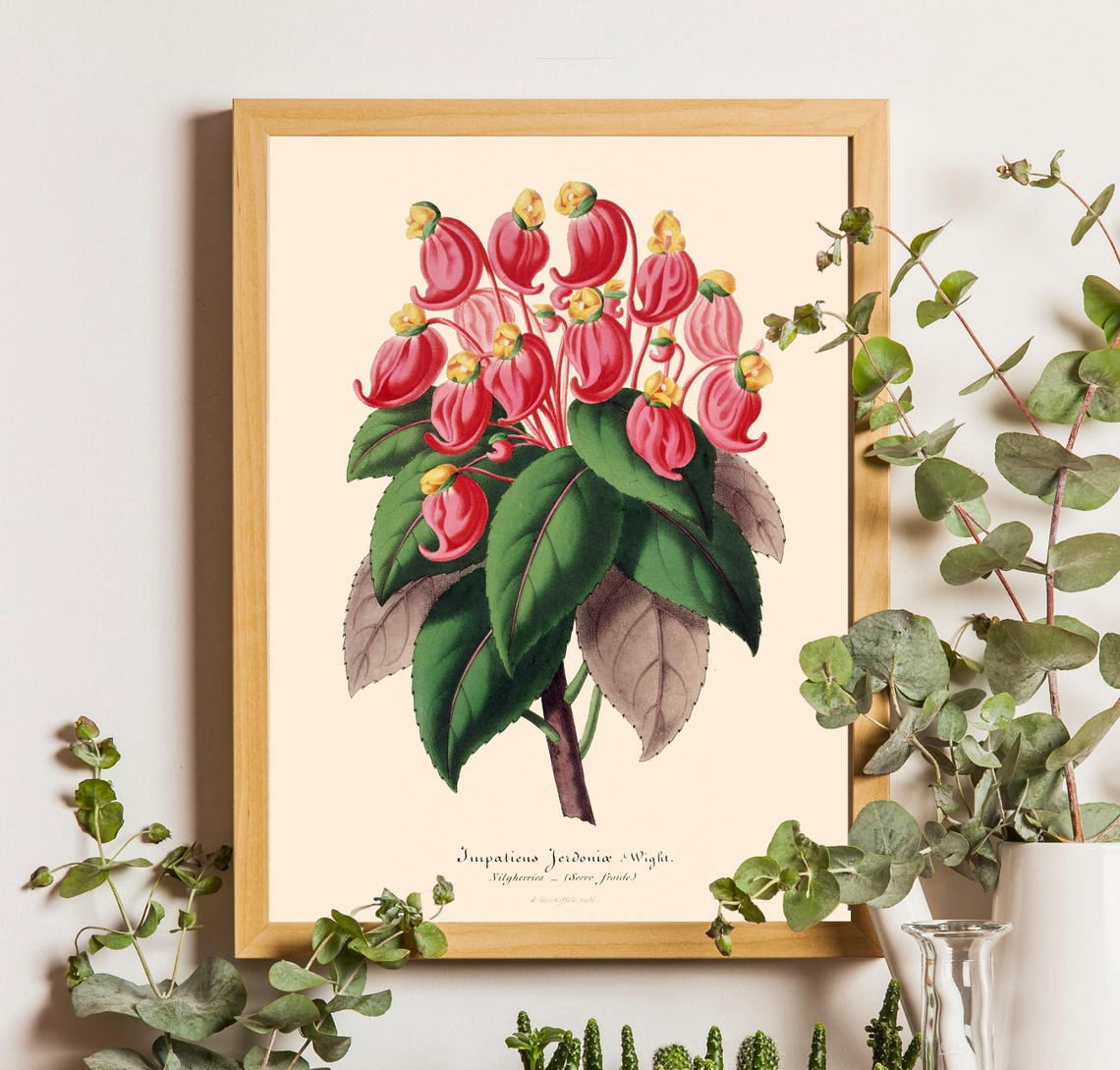 Impatiens Vintage Poster, Pink Antique Flower, Antique Flower Poster ...