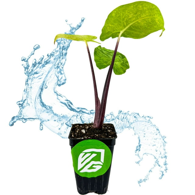 Wellspring Gardens 3-8" Imperial Red Elephant Ear Live Plants in 3 ...