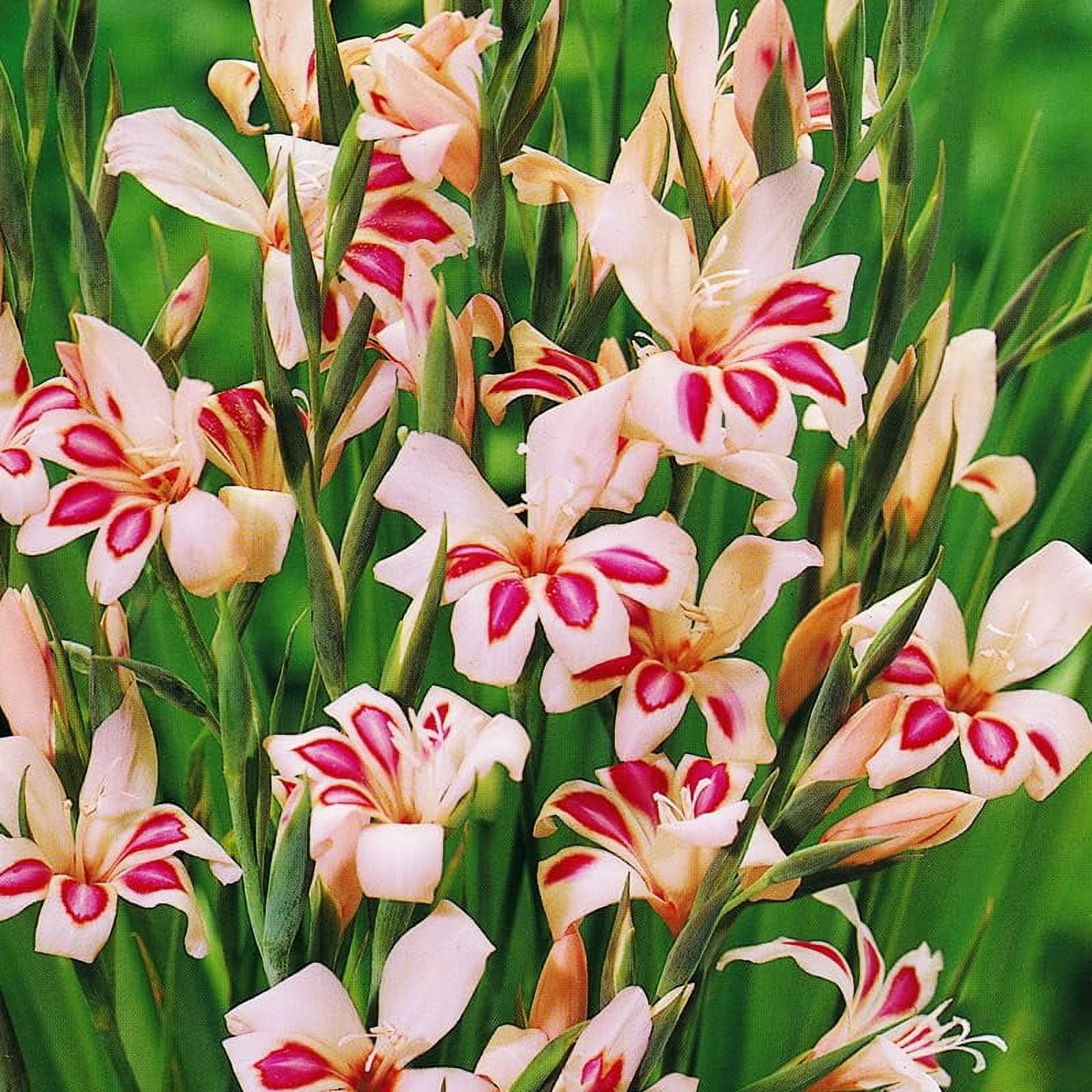 Impressive Hardy Miniature Gladiolus Flower Bulbs - 10 Bulbs per Pack ...